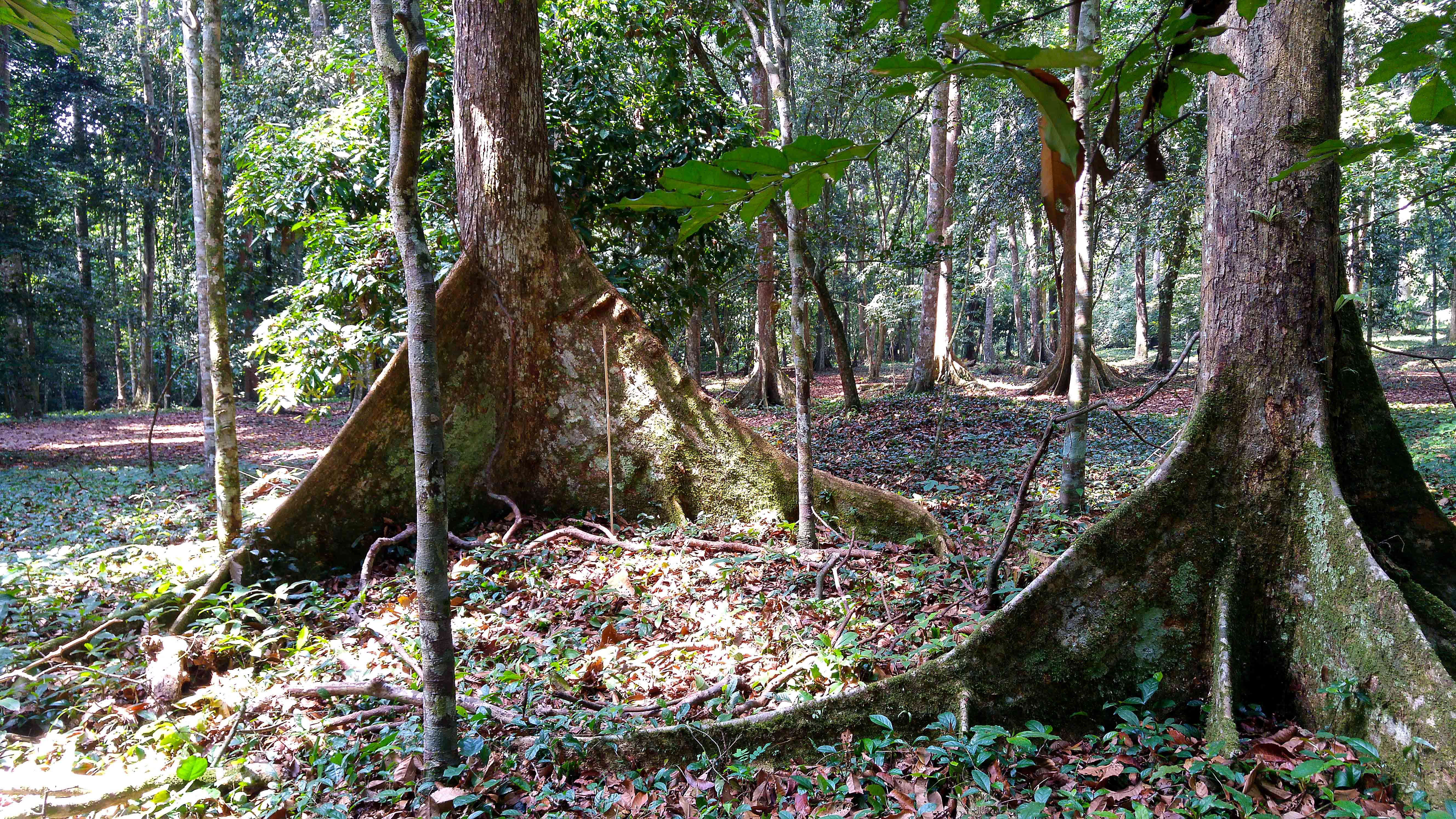 Circle of Life – Meeting the Rainforest | Imke Rust